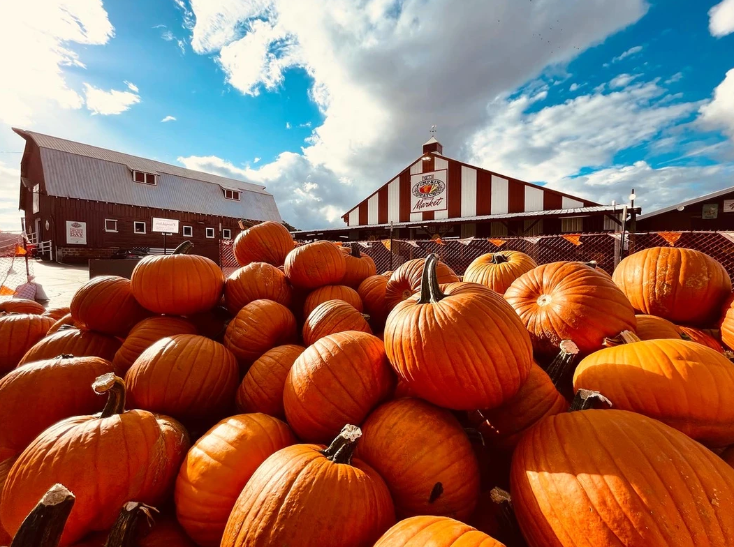 4 Charming Pumpkin Patches to Celebrate Fall